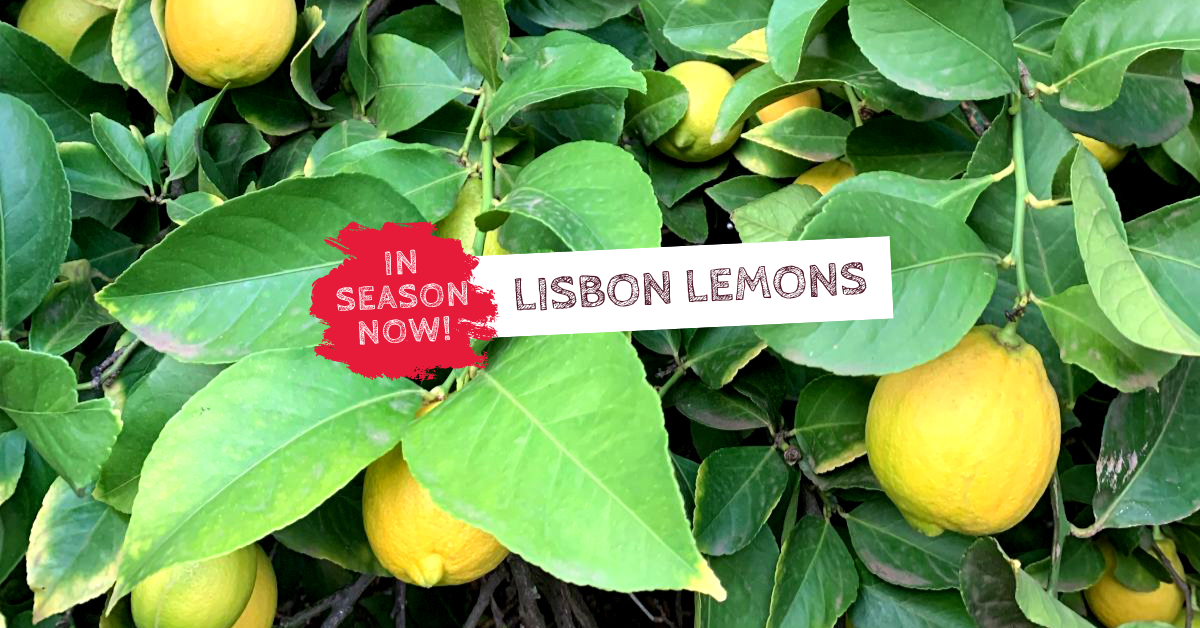 In Season Now - Lisbon Lemons - Adelaide Hills Farmers Market