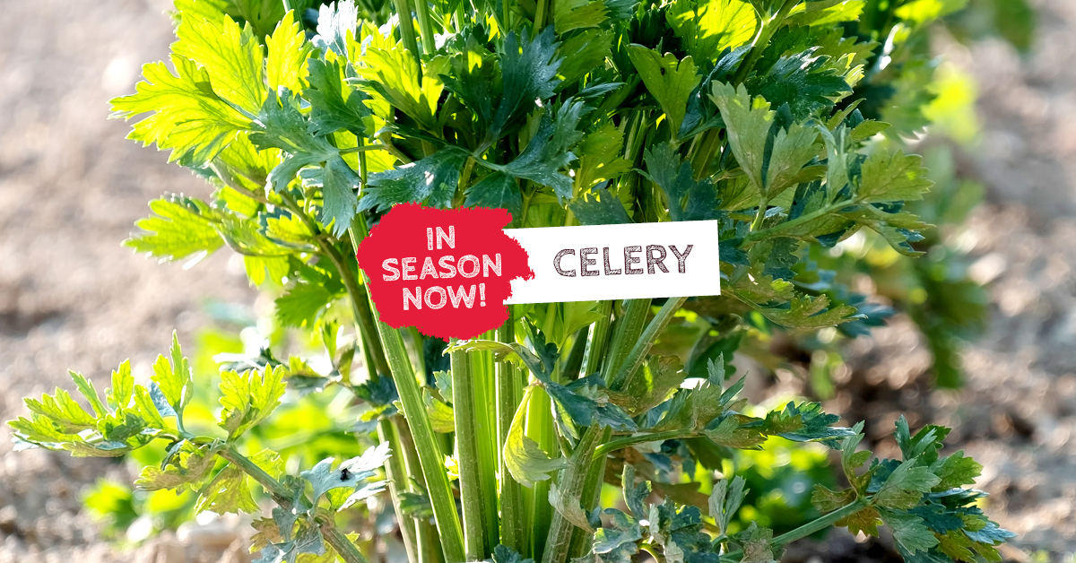 In Season Now - Celery - Adelaide Hills Farmers Market